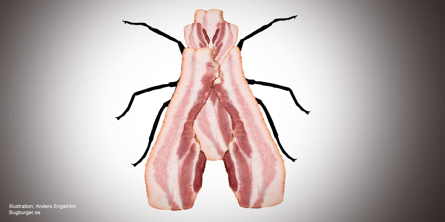 In search of the holy edible insect grail: The Bacon Fly! - Bug Burger ...