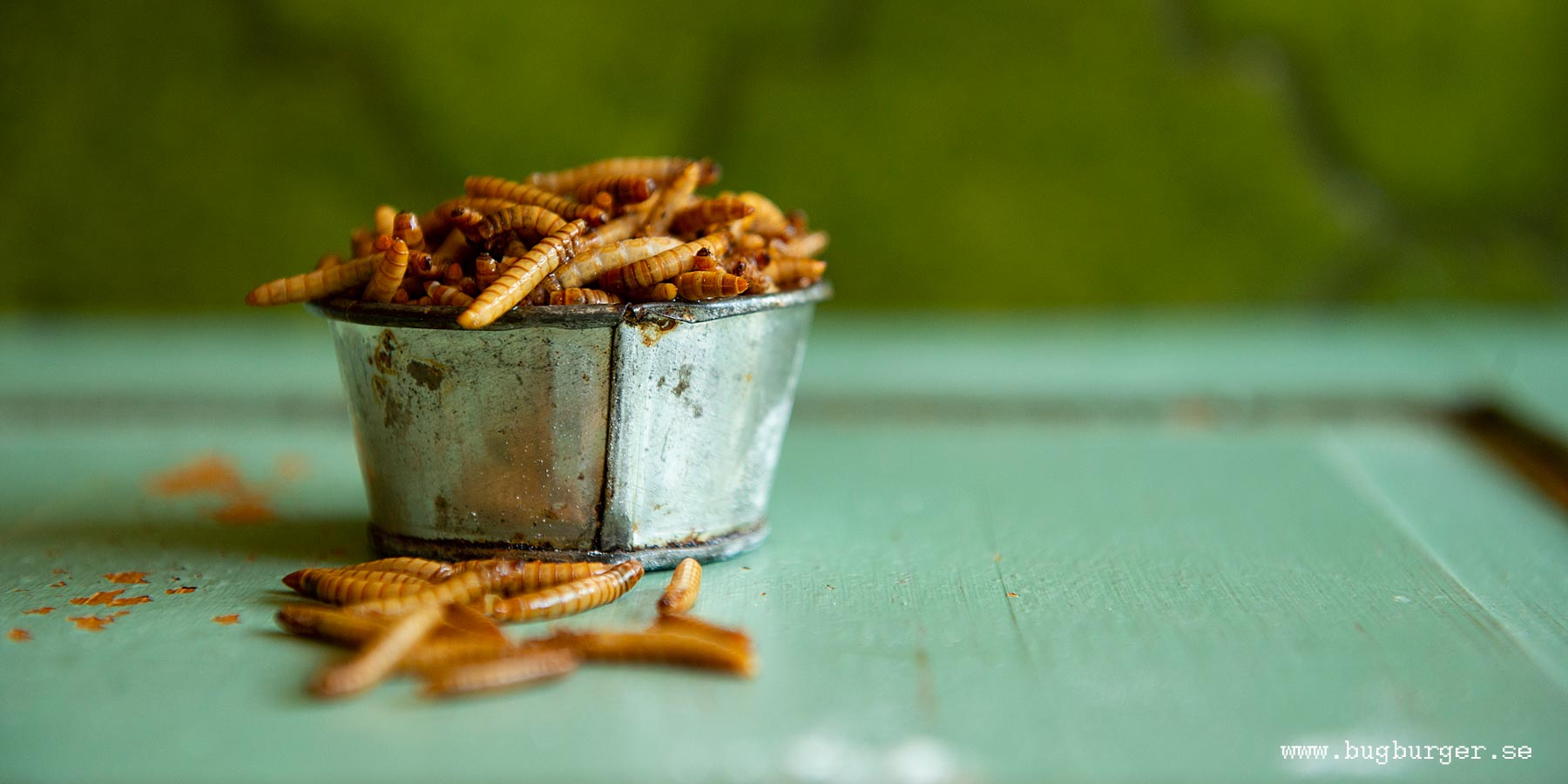 EU gives the green light to mealworms as food! (but not for everyone ...